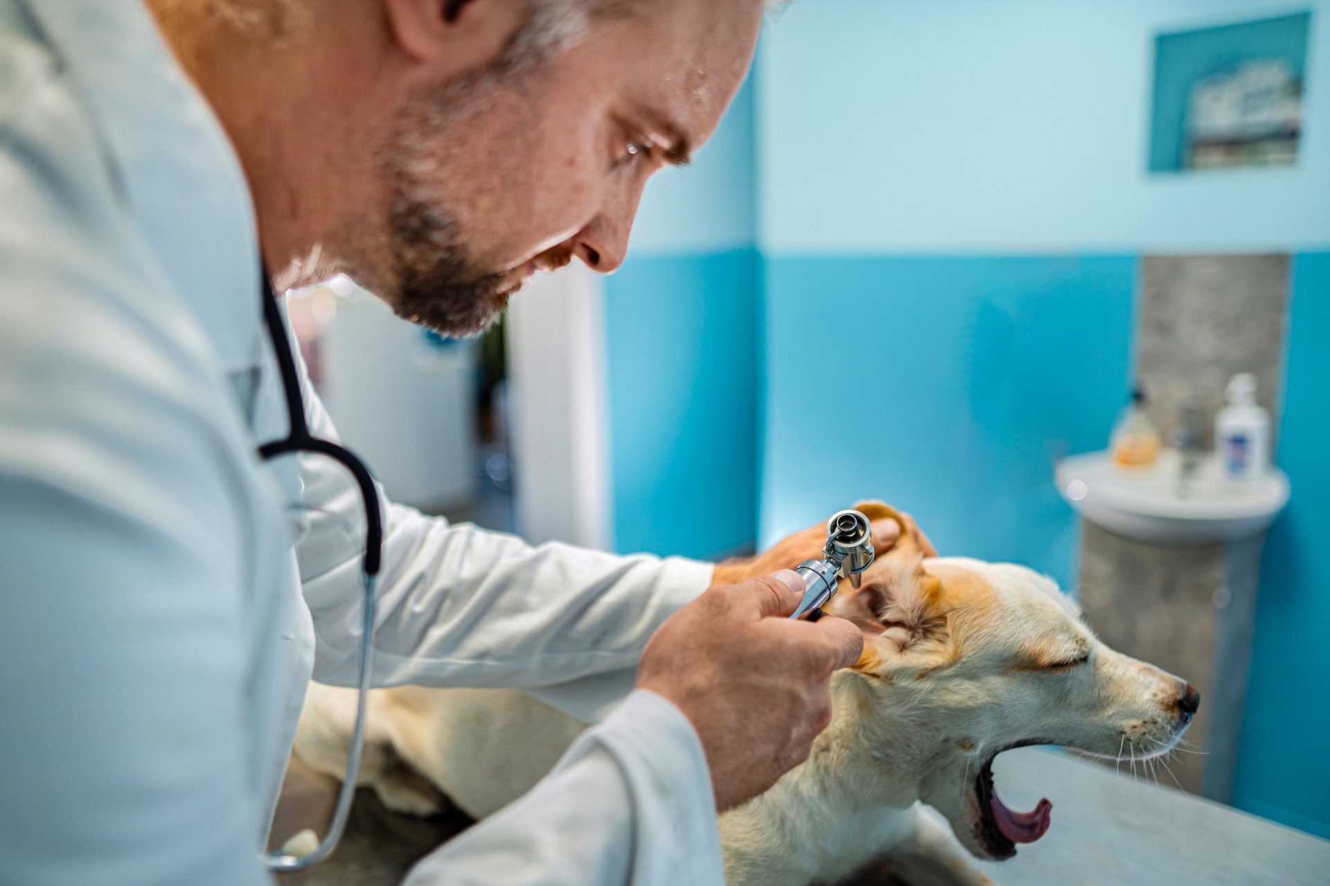 Infekce uší u psů a koček – příznaky a první kroky - Veterina.cz